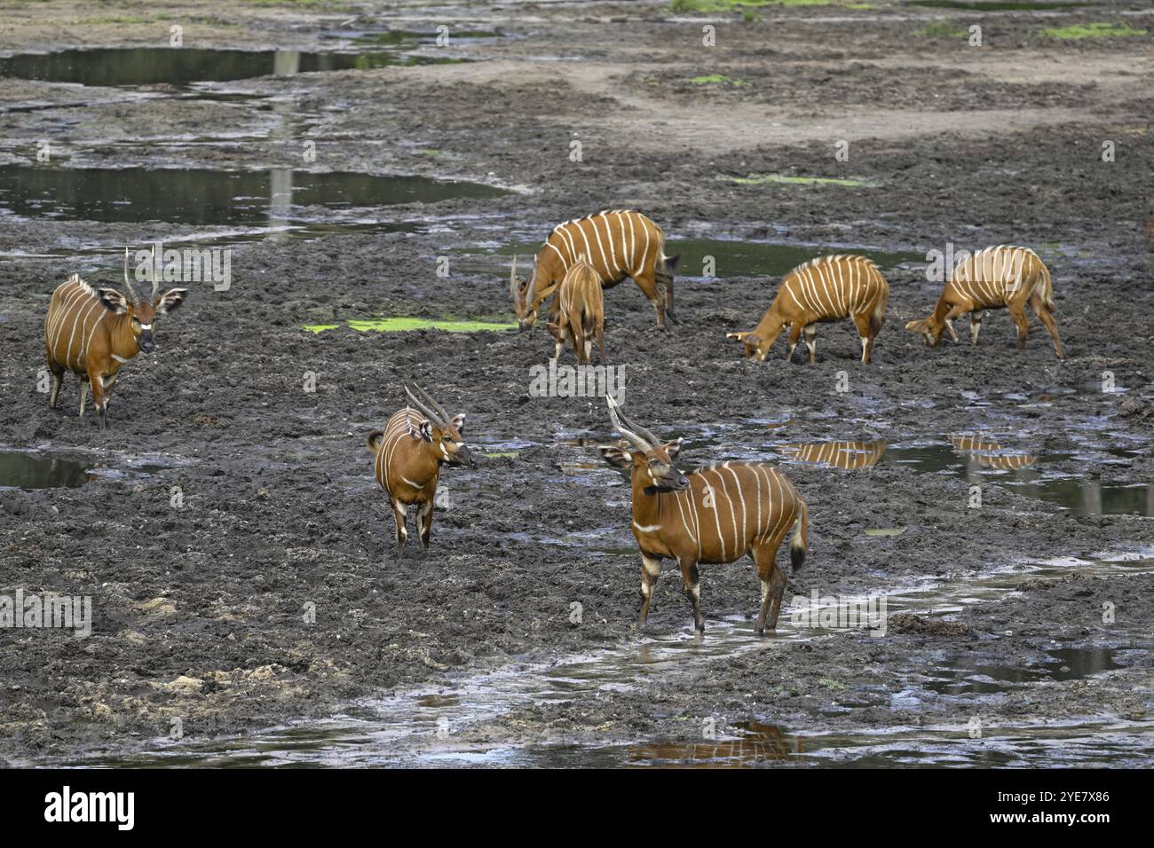 Bongo antelopes (Tragelaphus eurycerus) in the Dzanga Bai forest ...