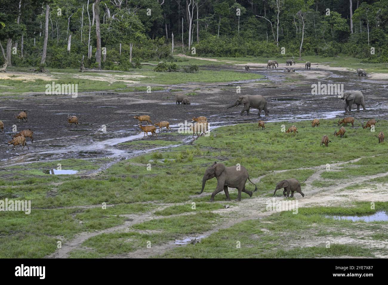 Forest elephants (Loxodonta cyclotis) and bongo antelopes (Tragelaphus ...