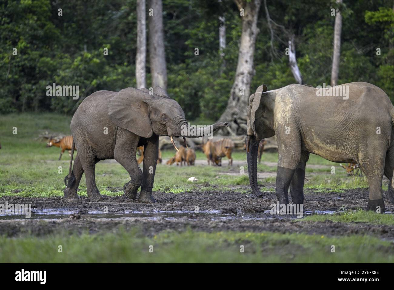 Forest elephants (Loxodonta cyclotis) and bongo antelopes (Tragelaphus ...
