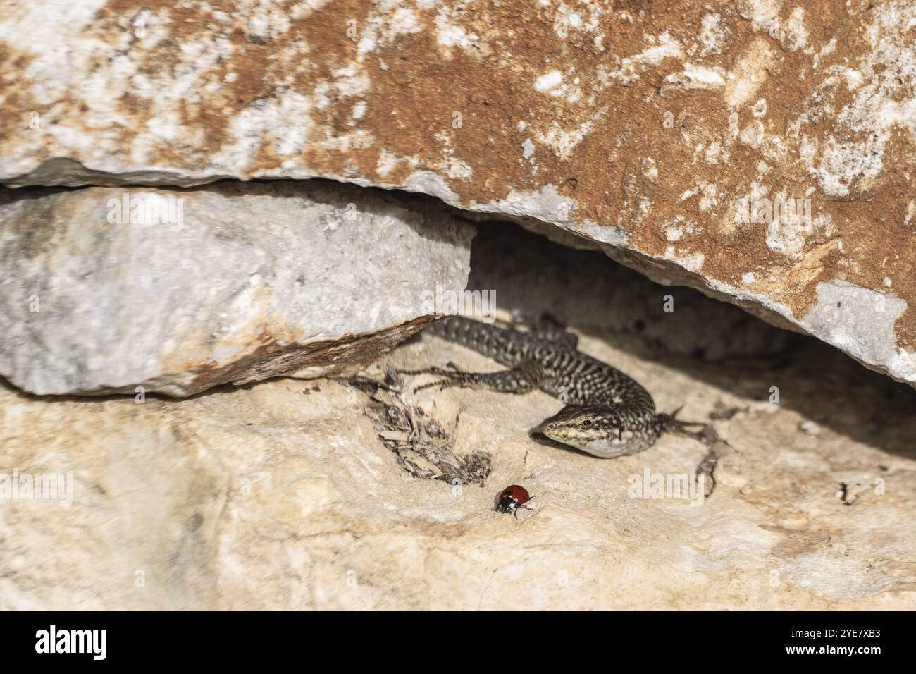 Sicilian wall lizard (Podarcis waglerianus), Sicily, Italy, Europe ...