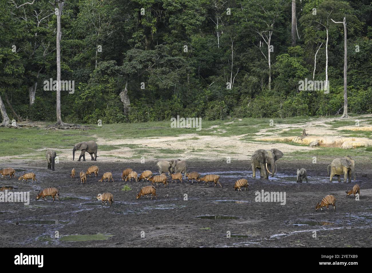 Forest elephants (Loxodonta cyclotis) and bongo antelopes (Tragelaphus ...