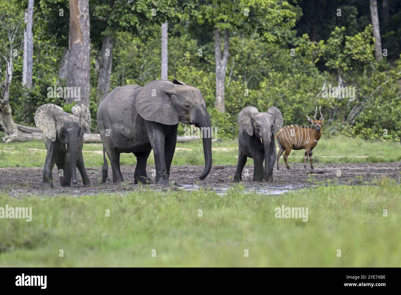 Forest elephants (Loxodonta cyclotis) and bongo antelopes (Tragelaphus ...