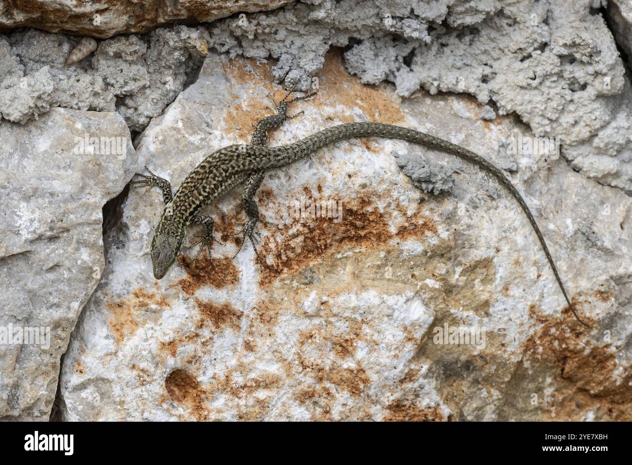 Sicilian wall lizard (Podarcis waglerianus), Sicily, Italy, Europe ...