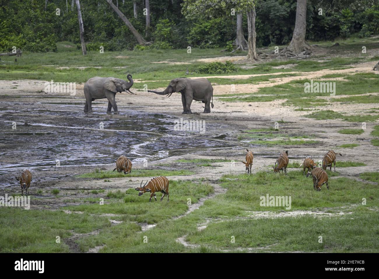 Forest elephants (Loxodonta cyclotis) and bongo antelopes (Tragelaphus ...
