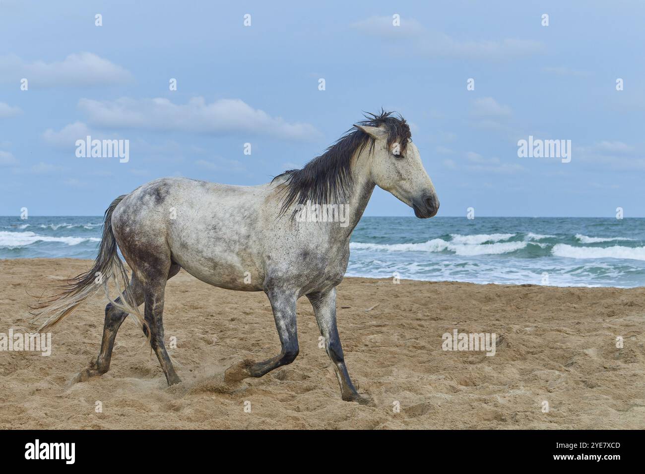 Camargue horse running free along the beach, in the background the sea ...
