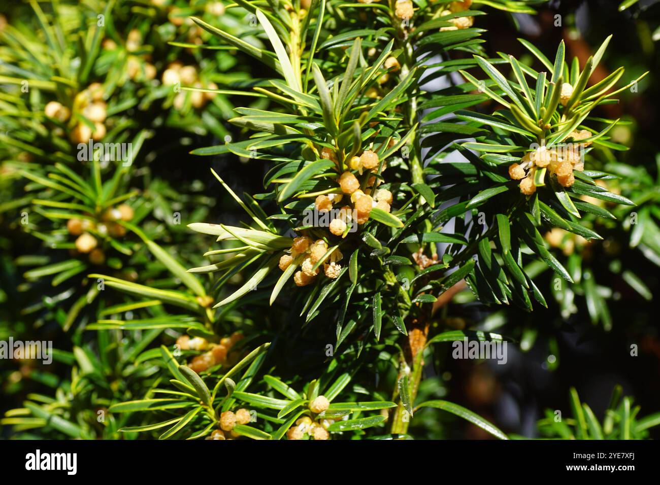 Columnar yew tree hi-res stock photography and images - Alamy