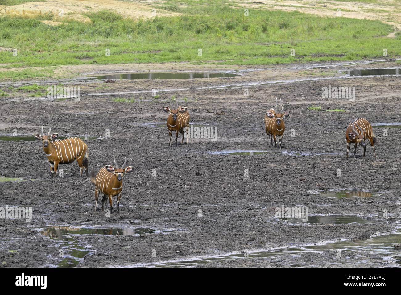 Bongo antelopes (Tragelaphus eurycerus) in the Dzanga Bai forest ...