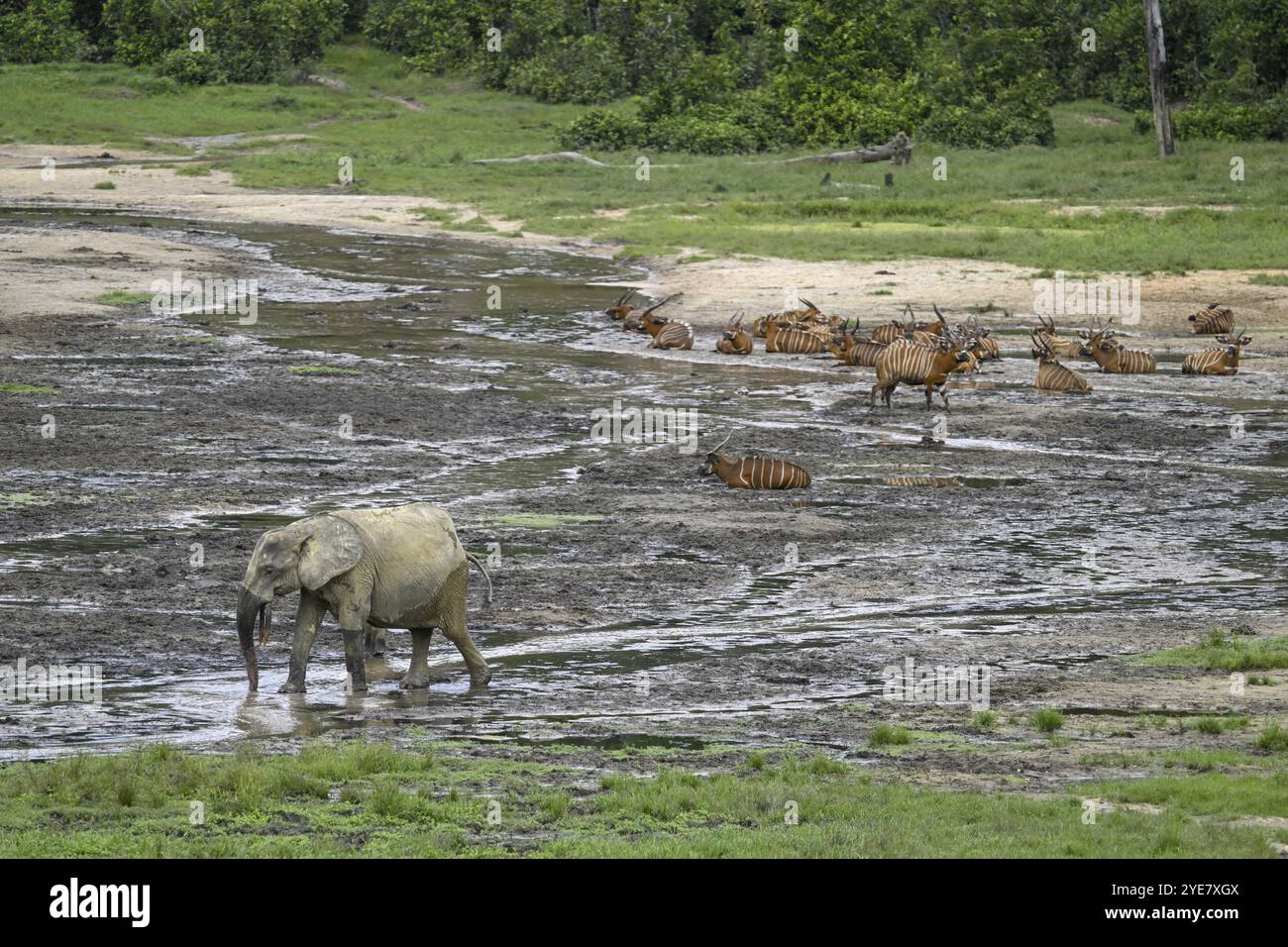 Forest elephant (Loxodonta cyclotis) and bongo antelope (Tragelaphus ...