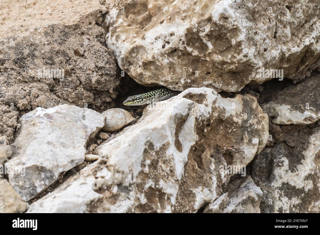 Sicilian wall lizard (Podarcis waglerianus), Sicily, Italy, Europe ...