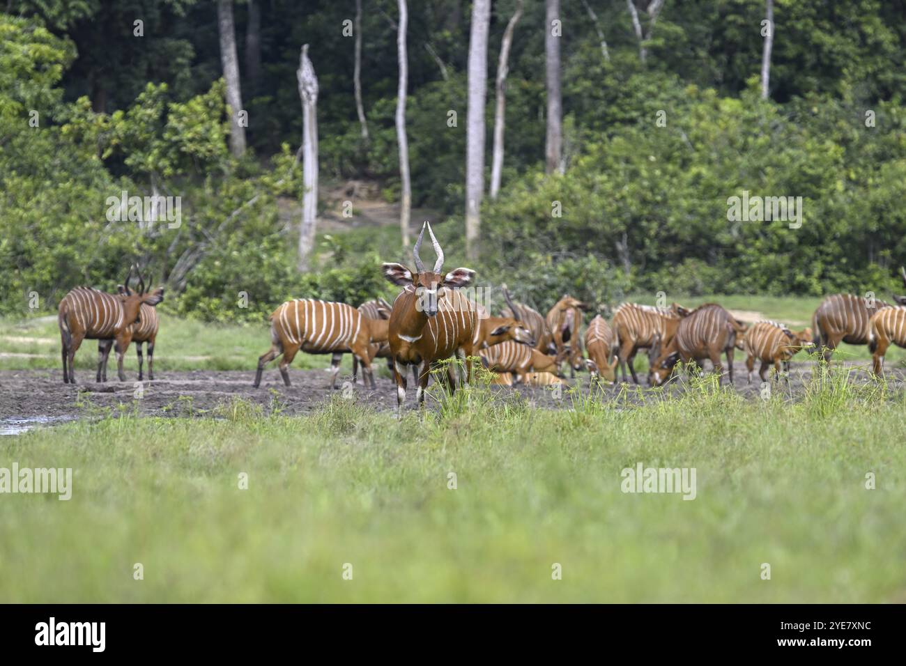 Bongo antelopes (Tragelaphus eurycerus) in the Dzanga Bai forest ...