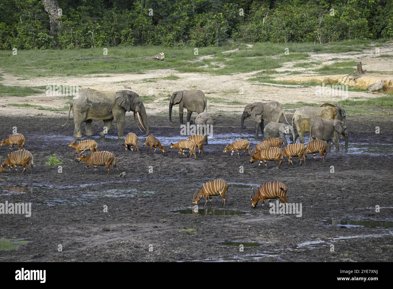 Forest elephants (Loxodonta cyclotis) and bongo antelopes (Tragelaphus ...