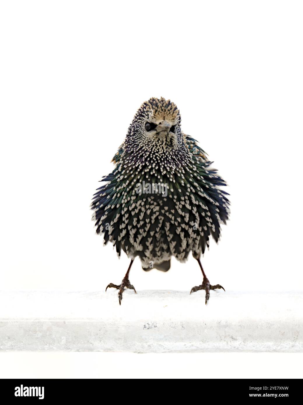 Fluffed up bird Cut Out Stock Images & Pictures - Alamy