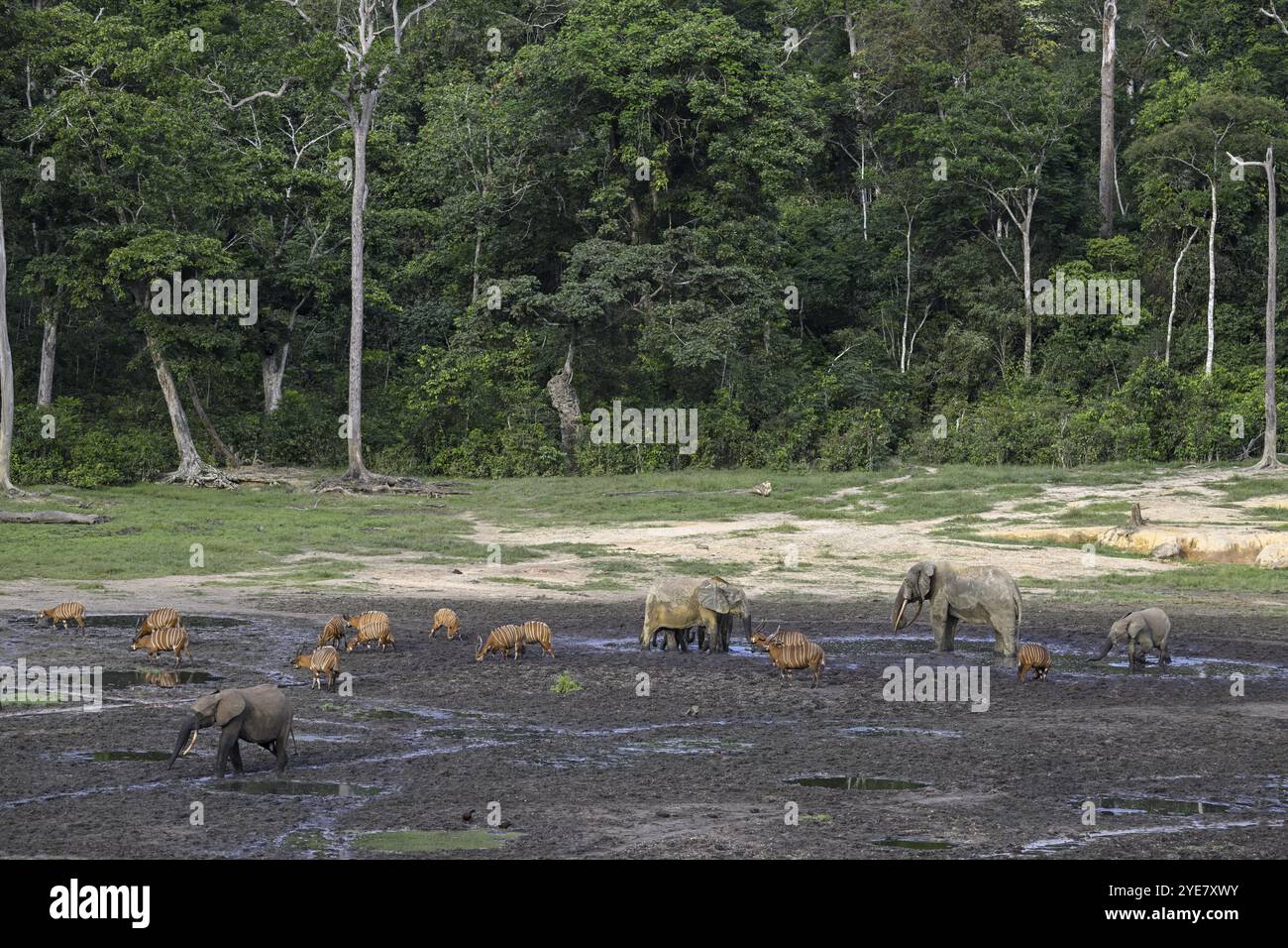 Forest elephants (Loxodonta cyclotis) and bongo antelopes (Tragelaphus ...