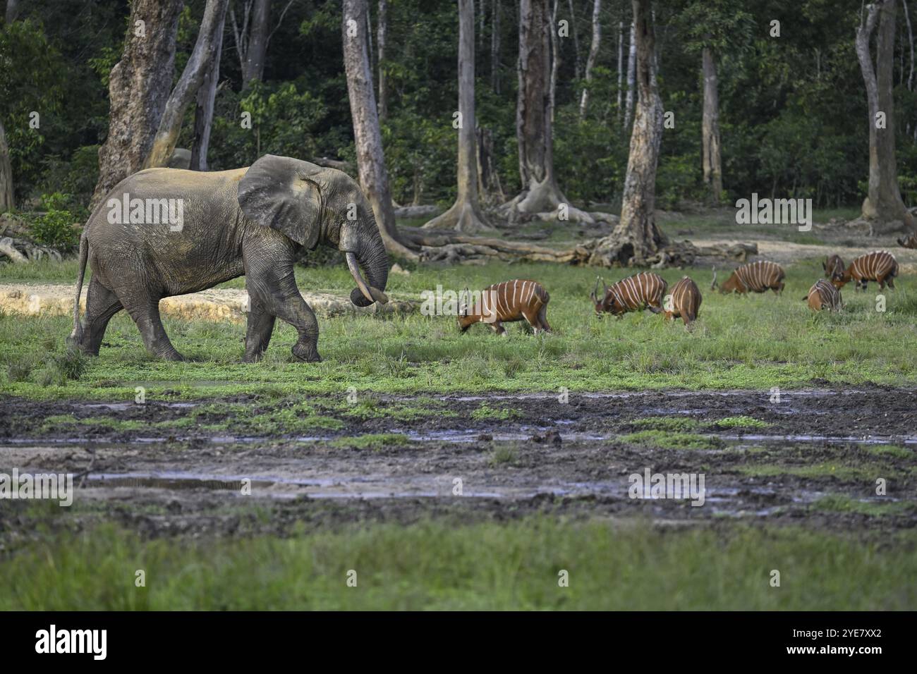 Forest elephant (Loxodonta cyclotis) and bongo antelope (Tragelaphus ...