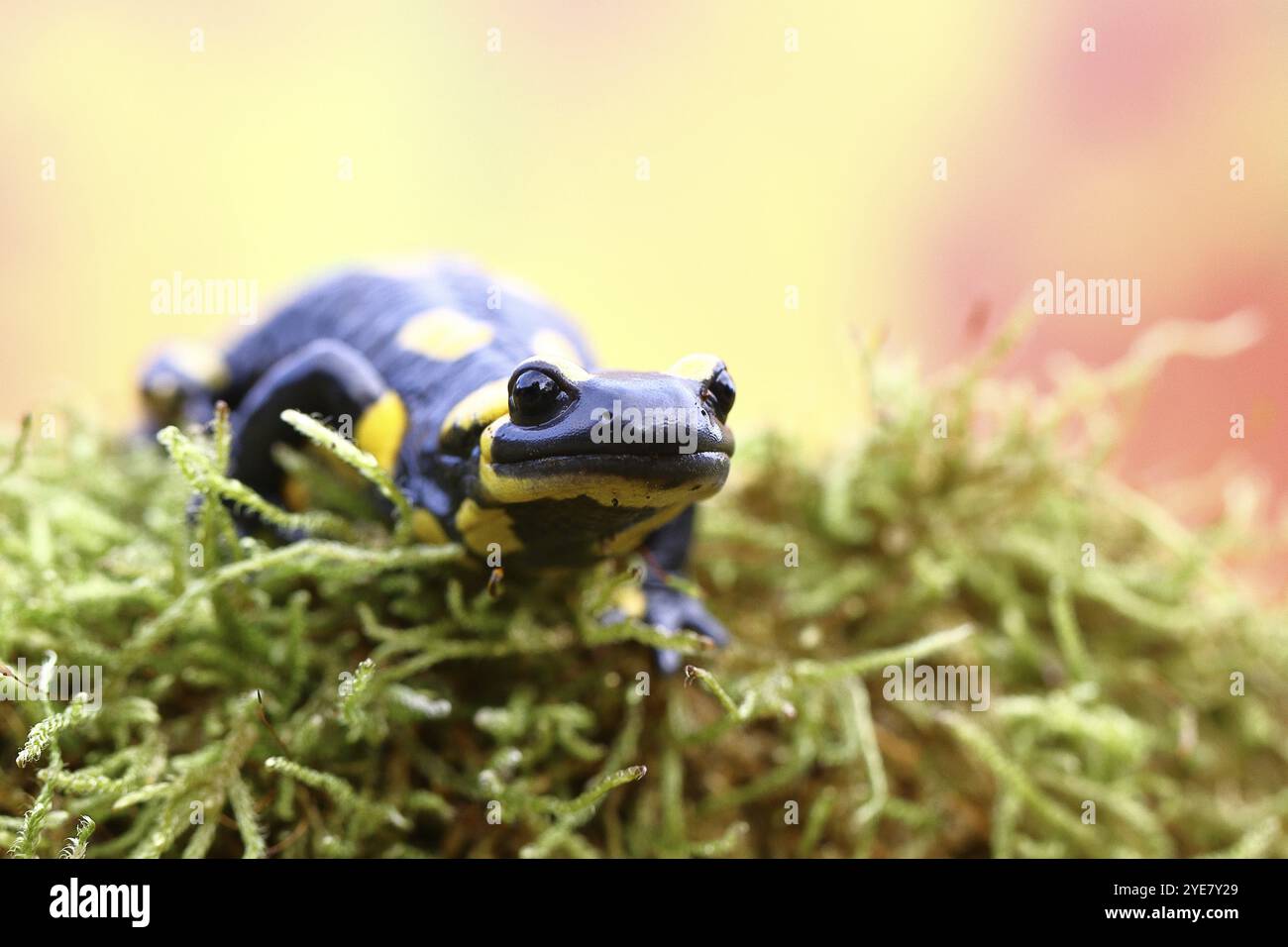 Wildlife colors hi-res stock photography and images - Alamy