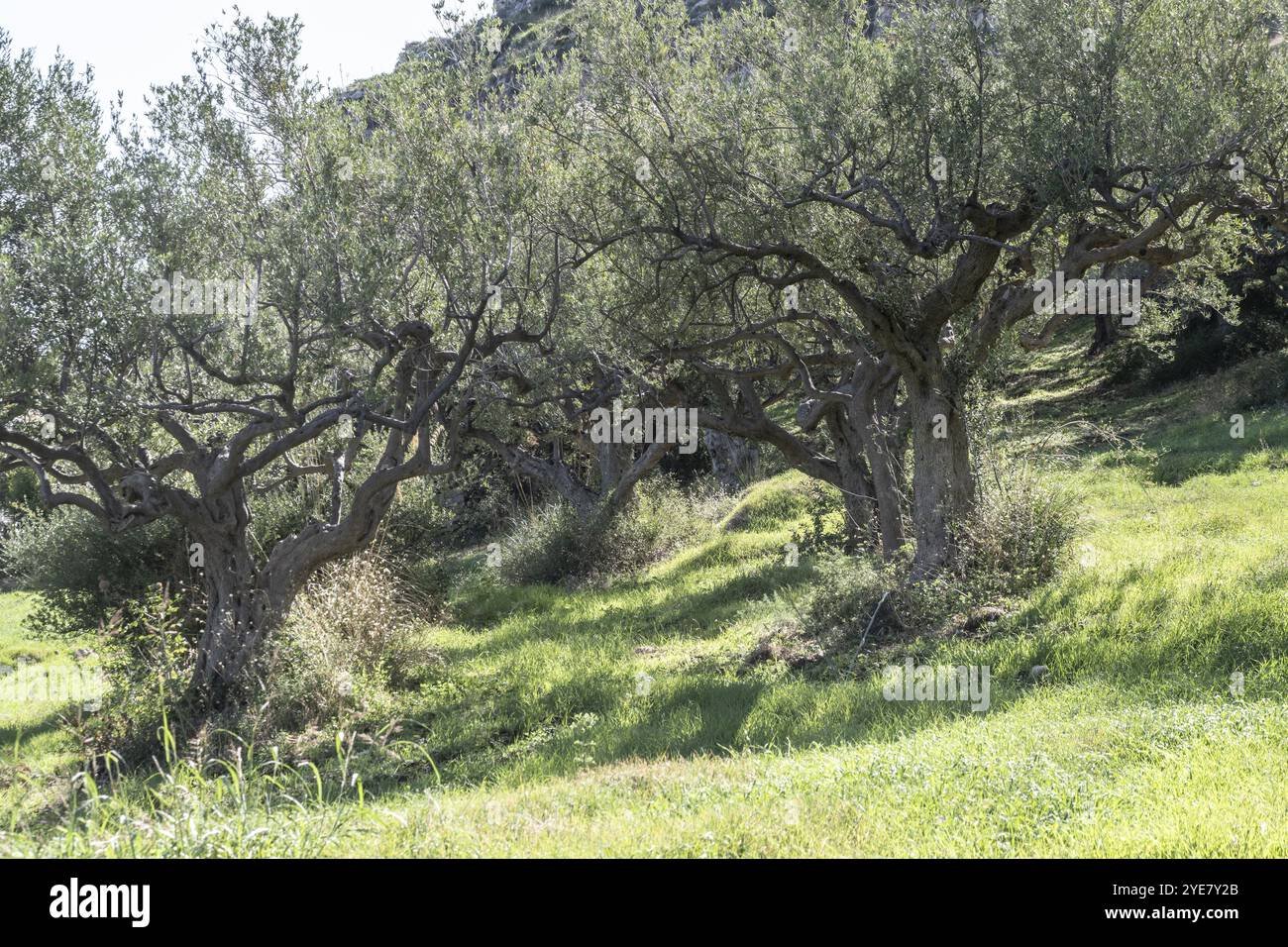 Olive trees, olive trees (Olea europaea), Sicily, Italy, Europe Stock ...