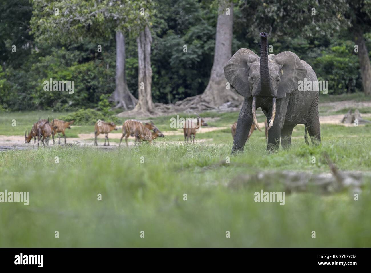 Forest elephant (Loxodonta cyclotis) and bongo antelope (Tragelaphus ...