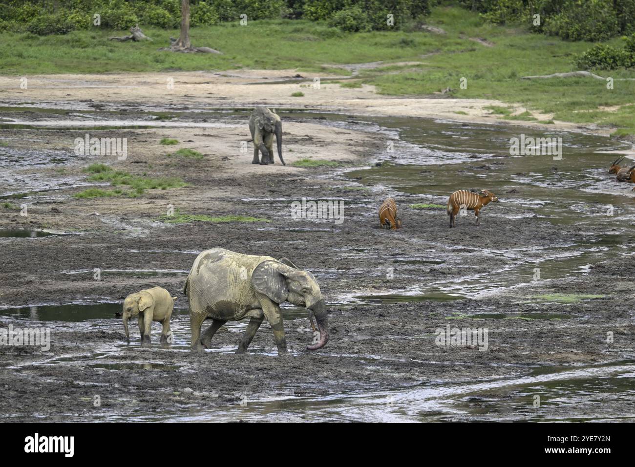 Forest elephants (Loxodonta cyclotis) and bongo antelopes (Tragelaphus ...