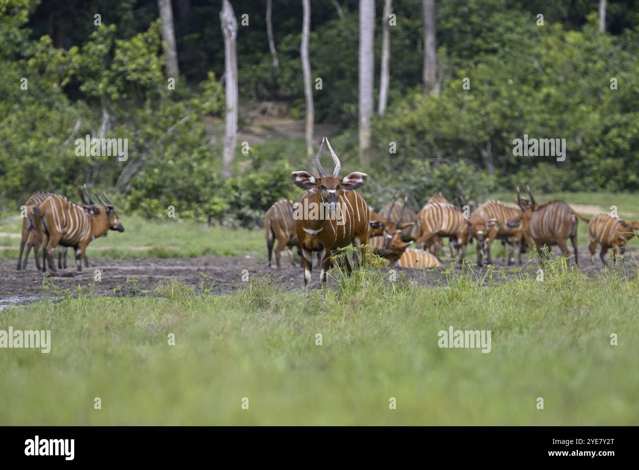 Bongo antelopes (Tragelaphus eurycerus) in the Dzanga Bai forest ...