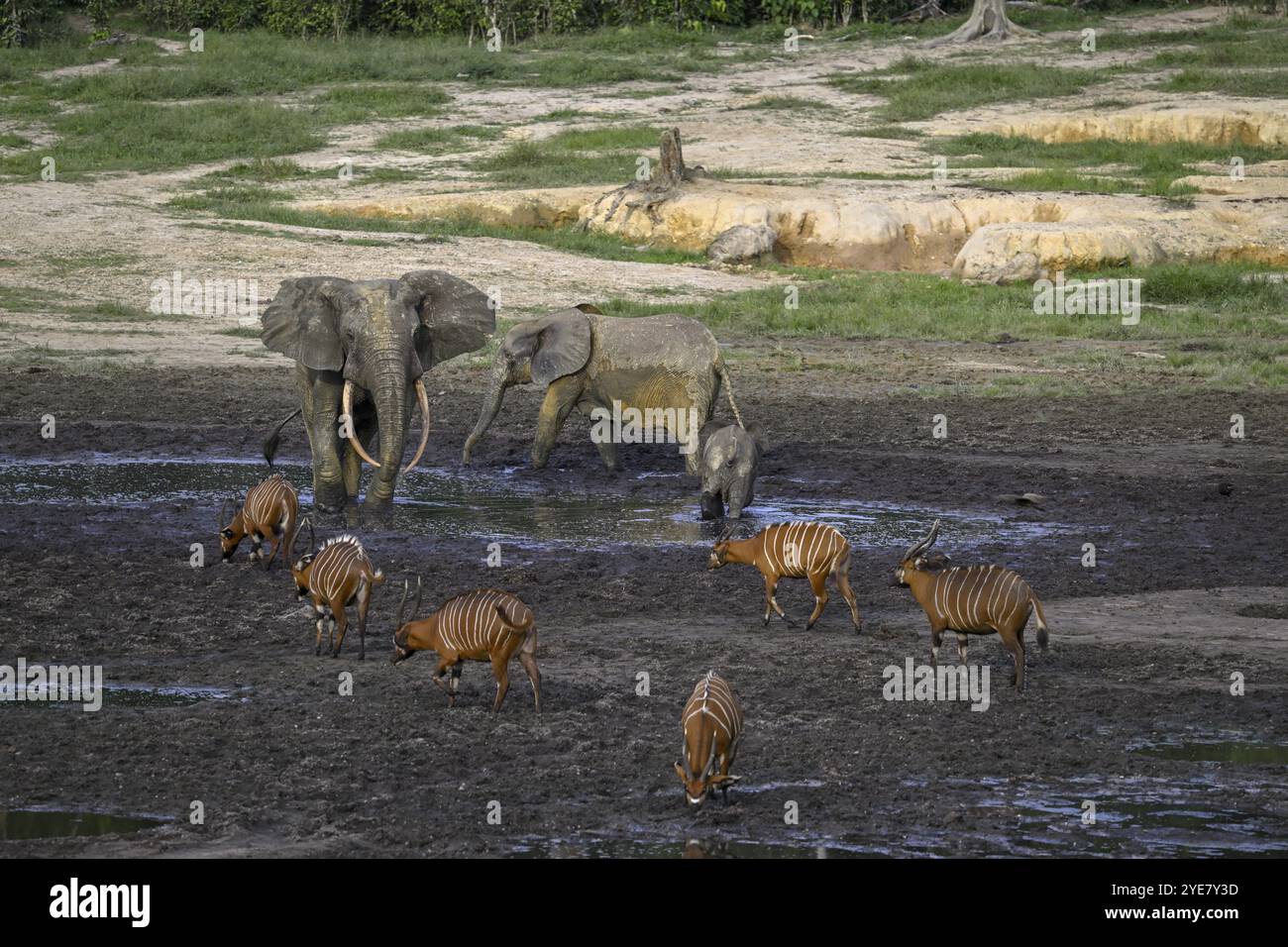 Forest elephants (Loxodonta cyclotis) and bongo antelopes (Tragelaphus ...