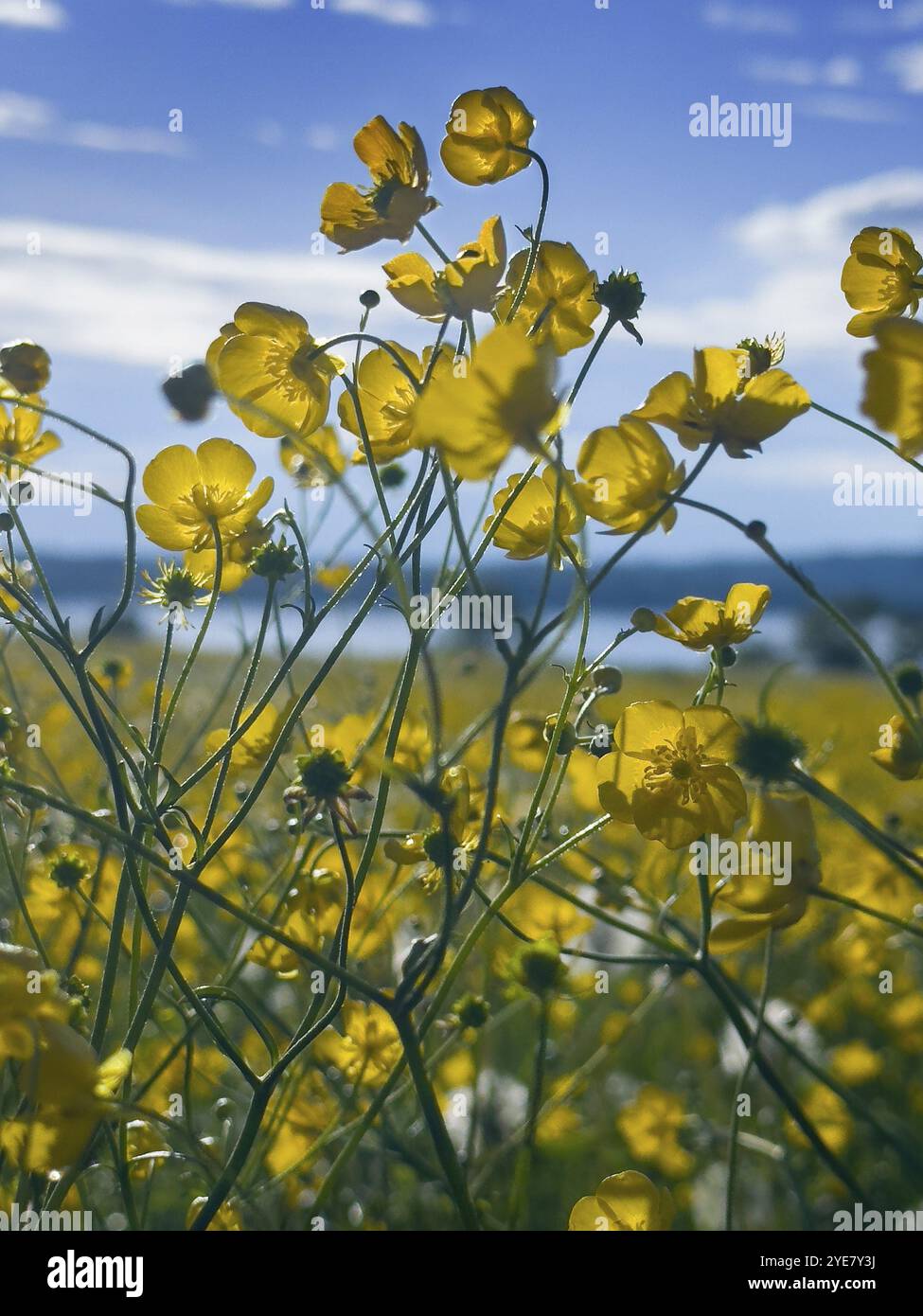 Flower meadow, buttercup, buttercup (Ranunculus acris), behind Lake ...