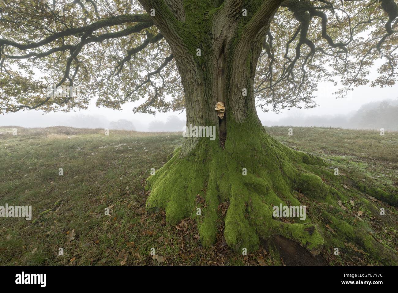 English oak (Quercus robur) with fungal infestation in fog, Emsland ...
