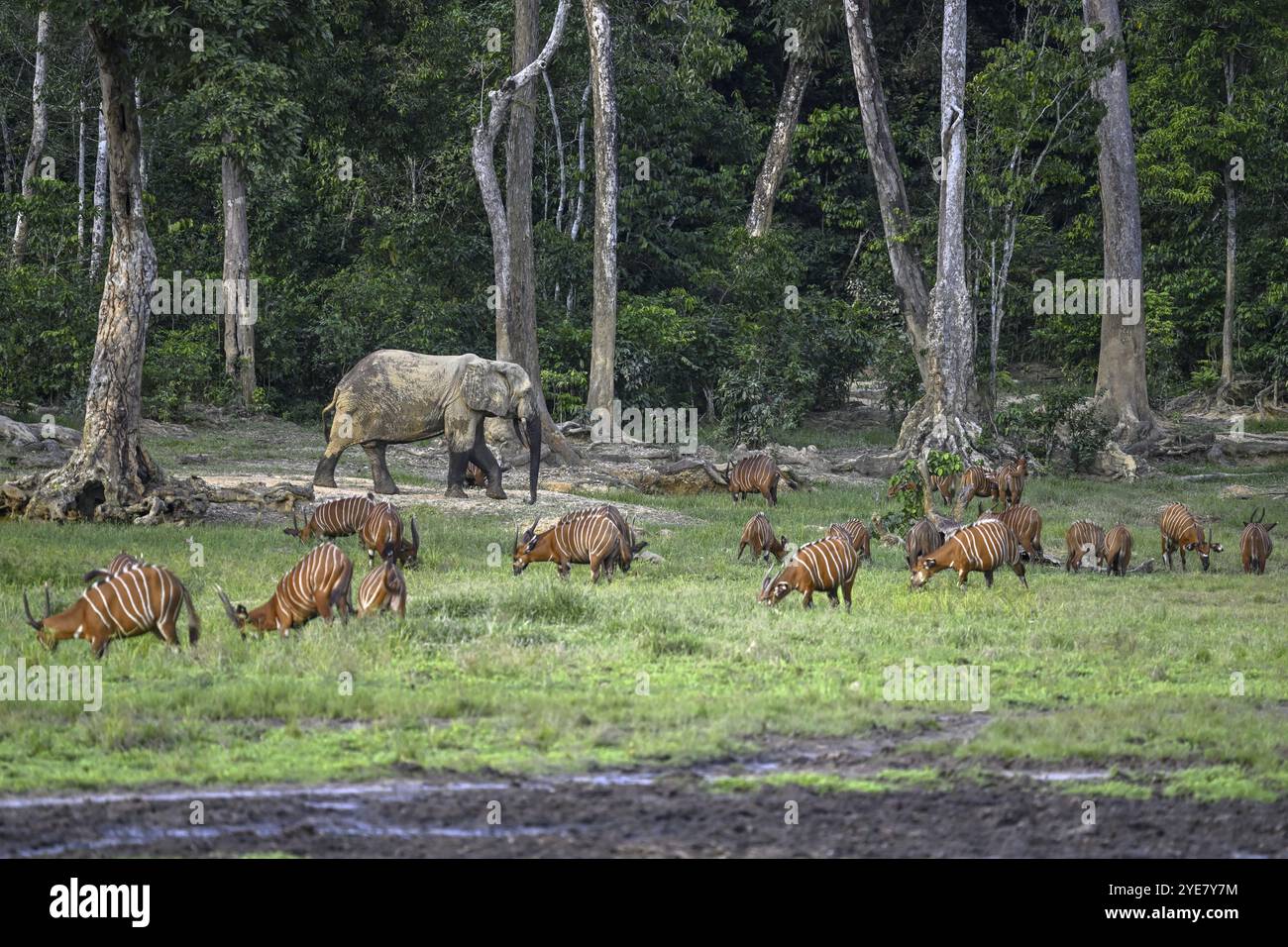 Forest elephant (Loxodonta cyclotis) and bongo antelope (Tragelaphus ...