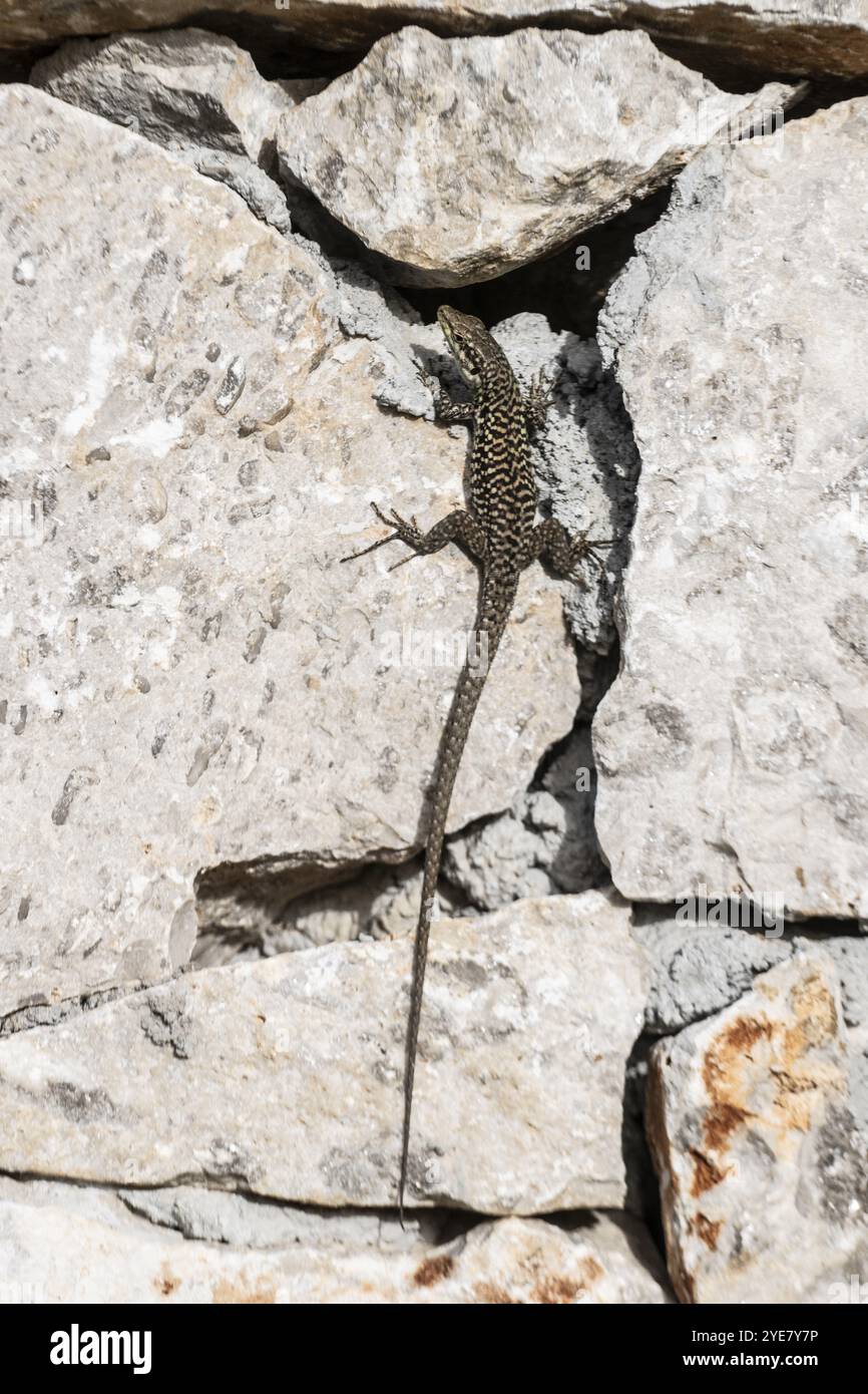Sicilian wall lizard (Podarcis waglerianus), Sicily, Italy, Europe ...