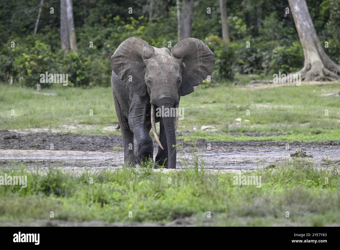 Forest elephant (Loxodonta cyclotis) in the Dzanga Bai forest clearing ...
