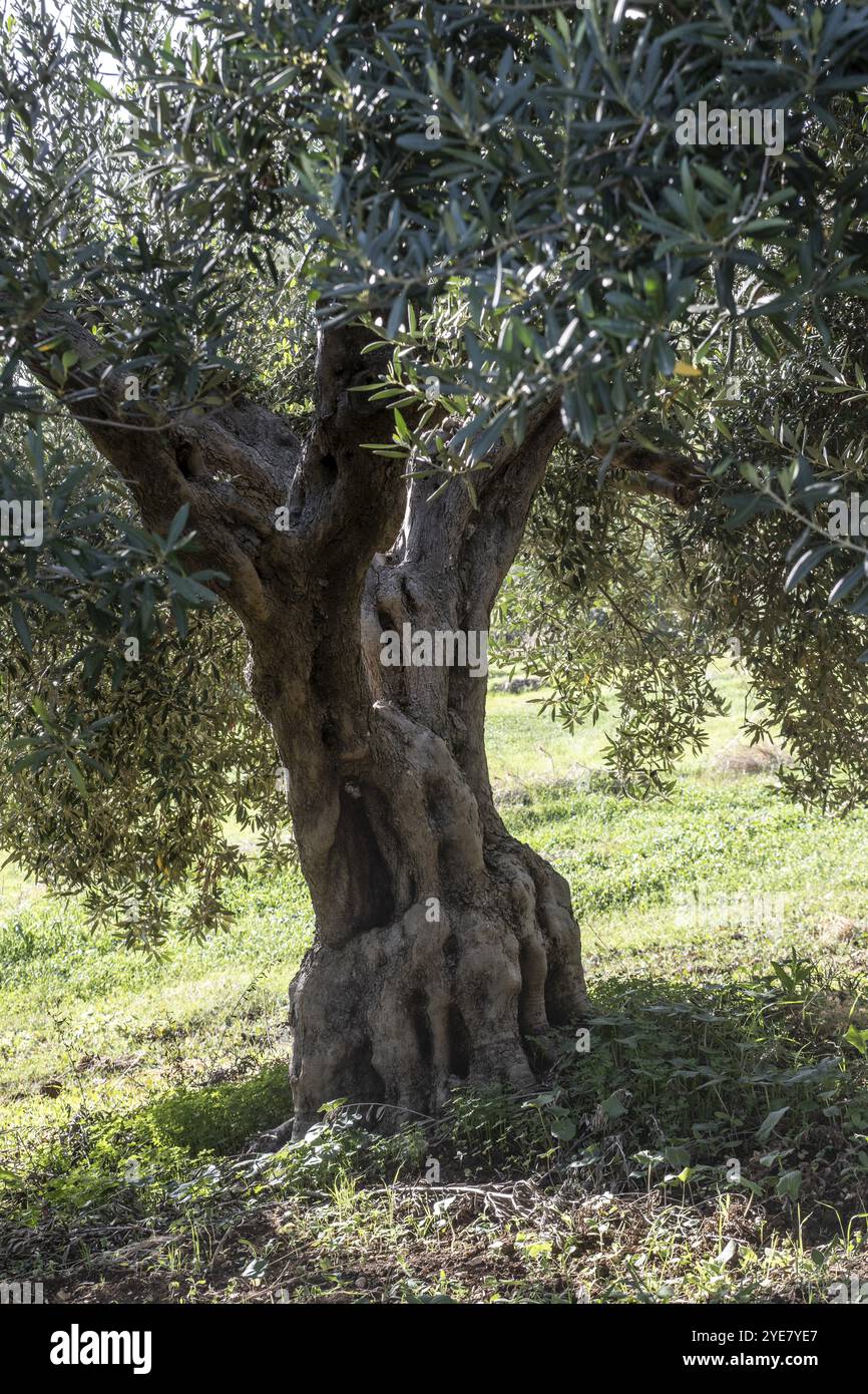 Olive tree, olive tree (Olea europaea), Sicily, Italy, Europe Stock ...