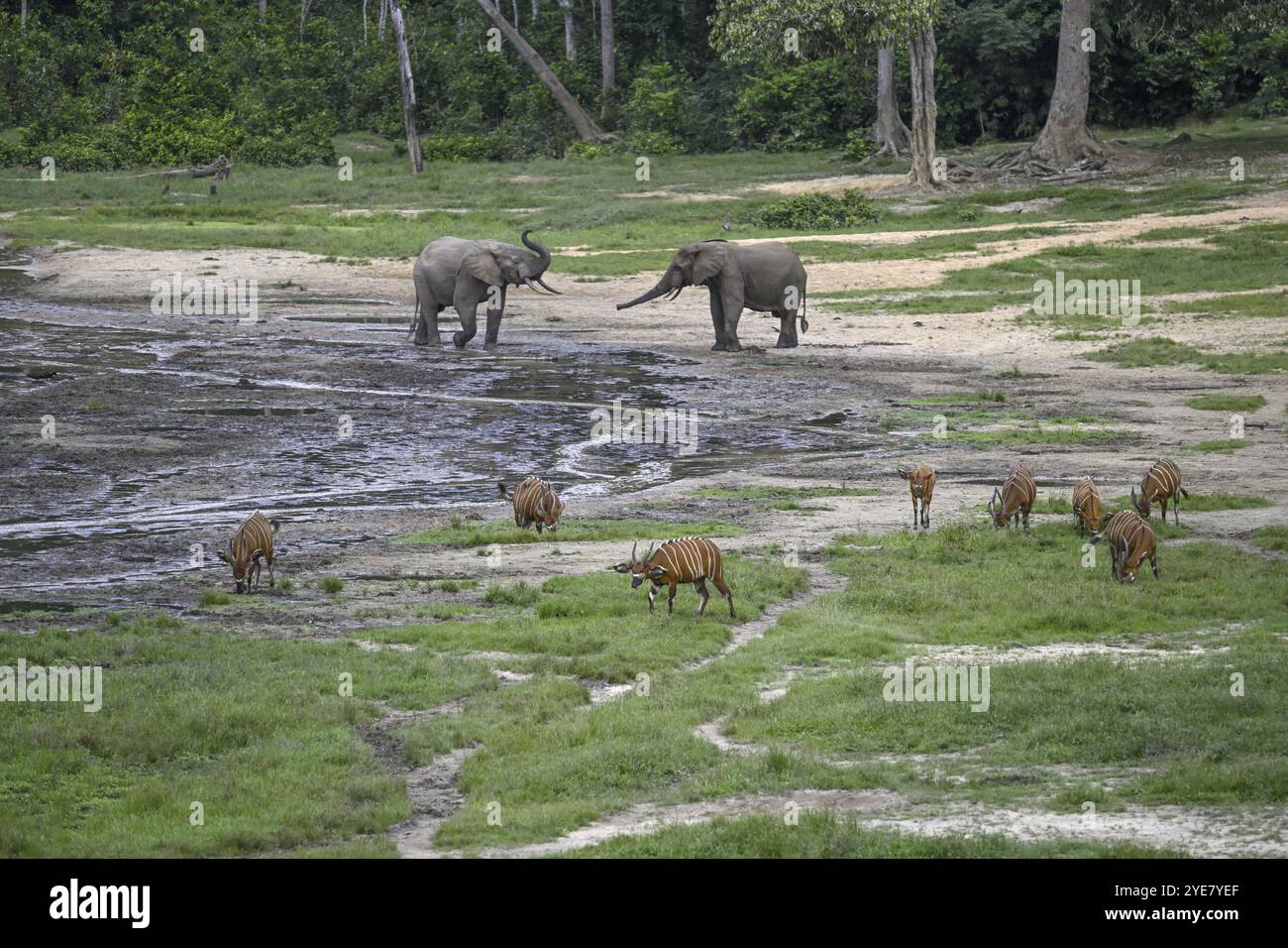 Forest elephants (Loxodonta cyclotis) and bongo antelopes (Tragelaphus ...