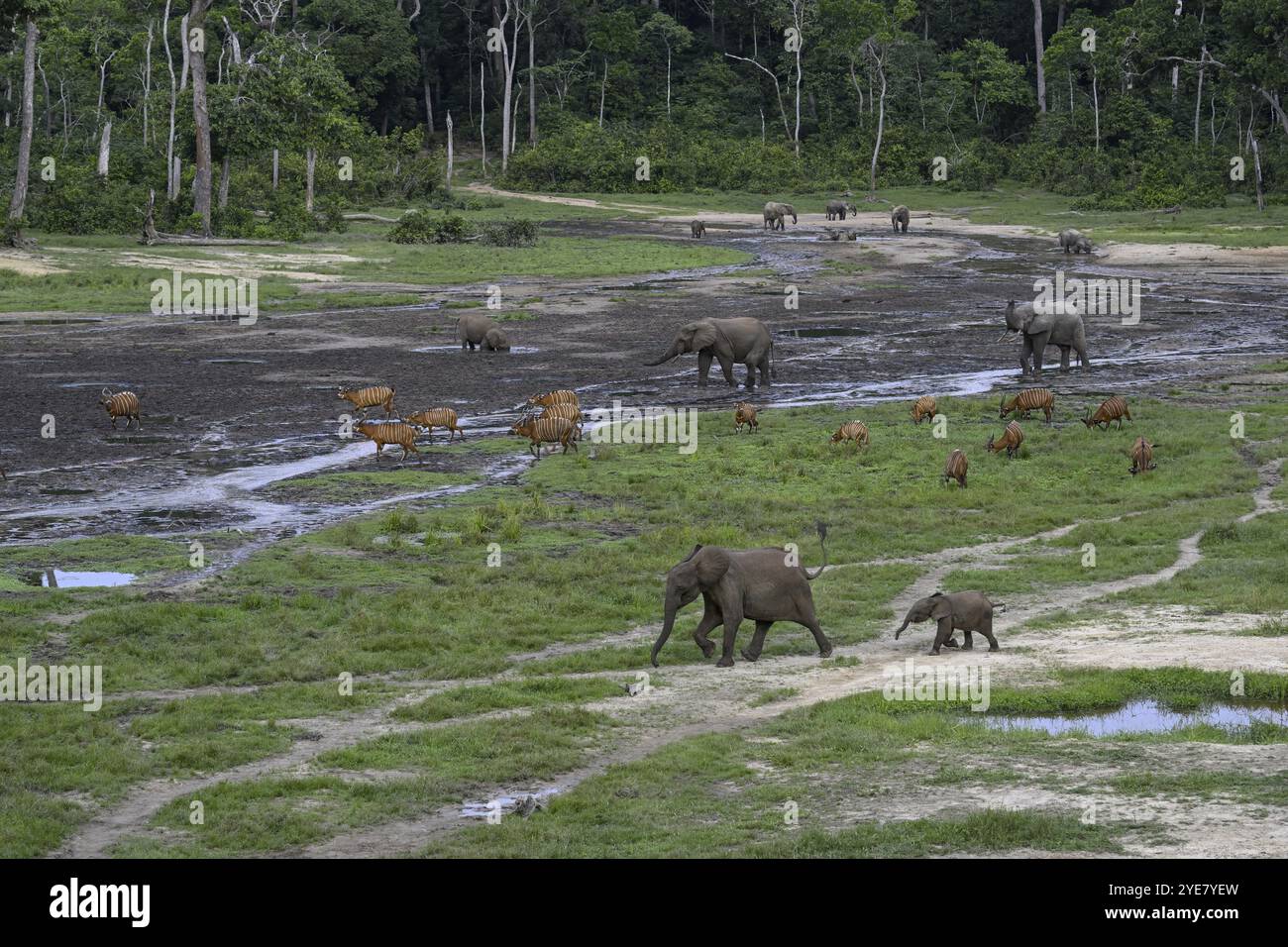 Forest elephants (Loxodonta cyclotis) and bongo antelopes (Tragelaphus ...