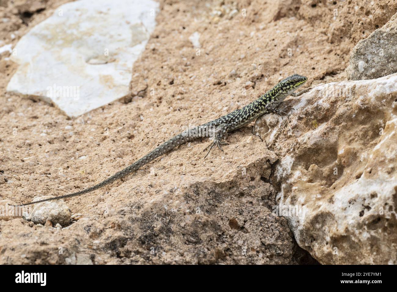 Sicilian wall lizard (Podarcis waglerianus), Sicily, Italy, Europe ...