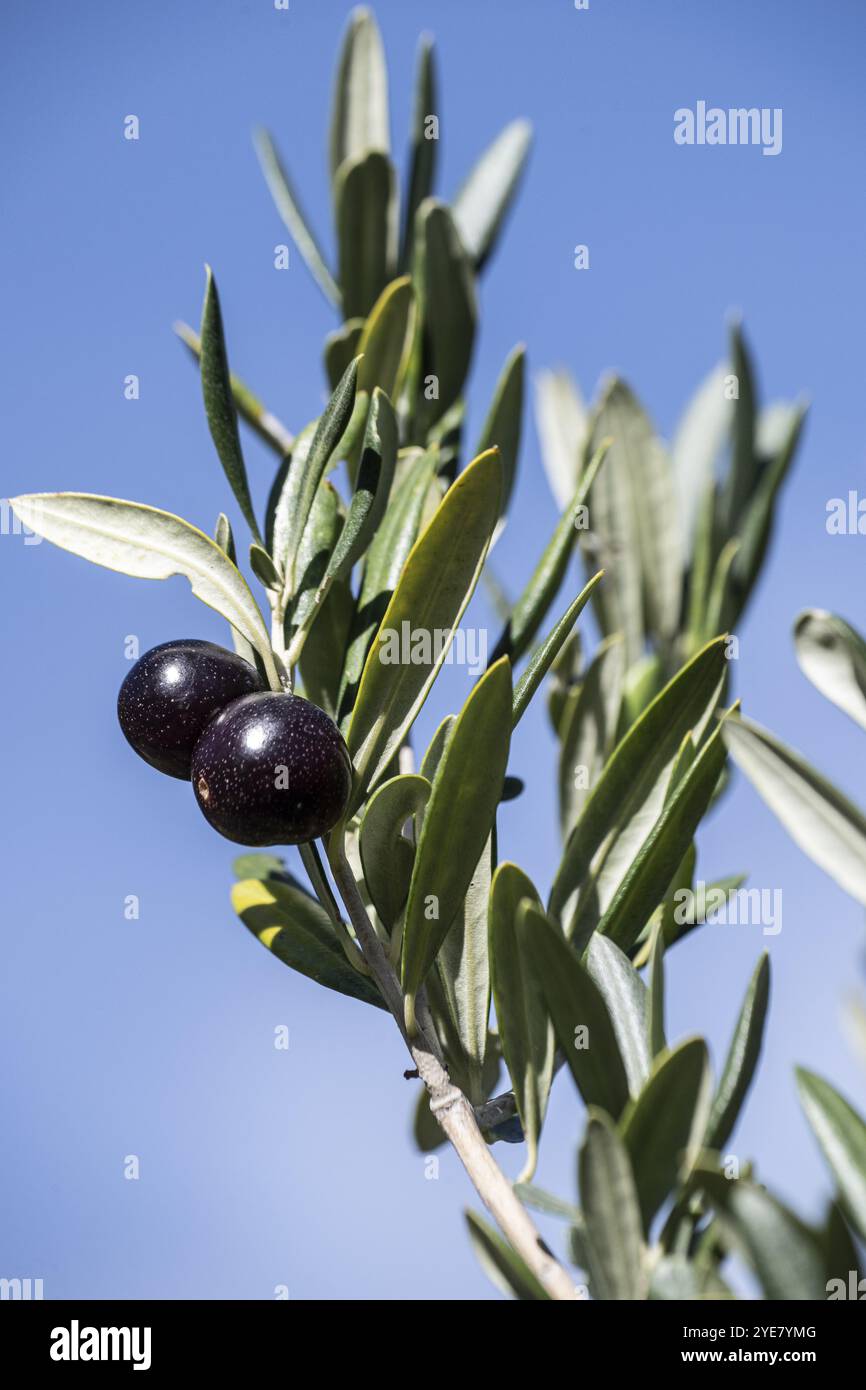 Olive tree, olive tree (Olea europaea), fruit, Sicily, Italy, Europe ...
