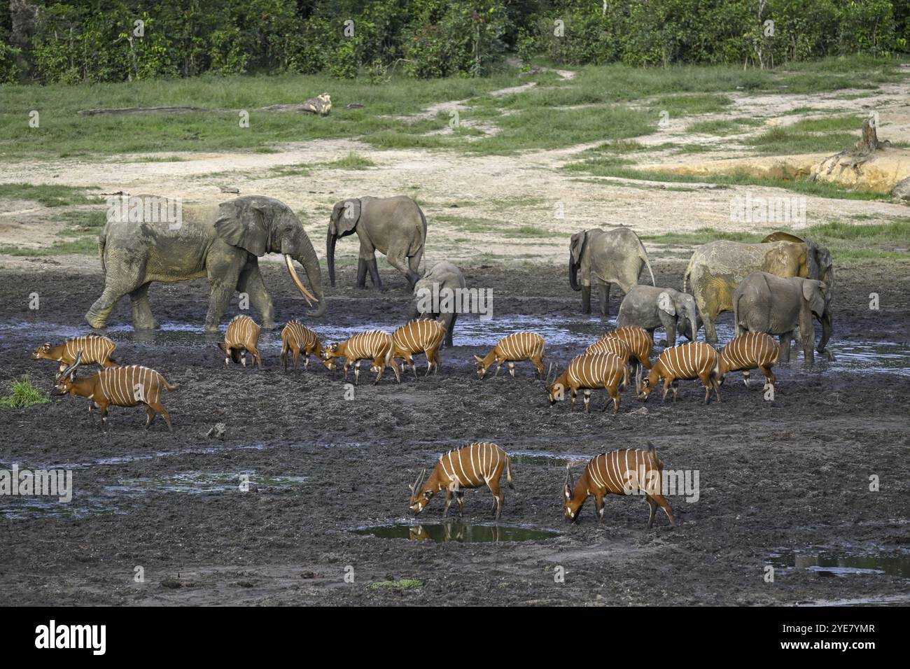 Forest elephants (Loxodonta cyclotis) and bongo antelopes (Tragelaphus ...
