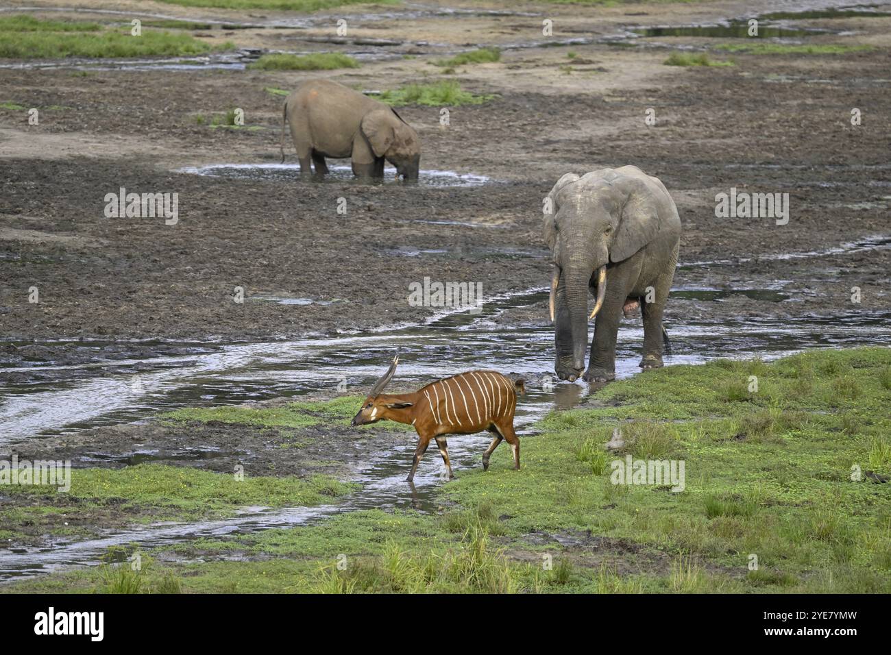 Forest elephants (Loxodonta cyclotis) and bongo antelope (Tragelaphus ...