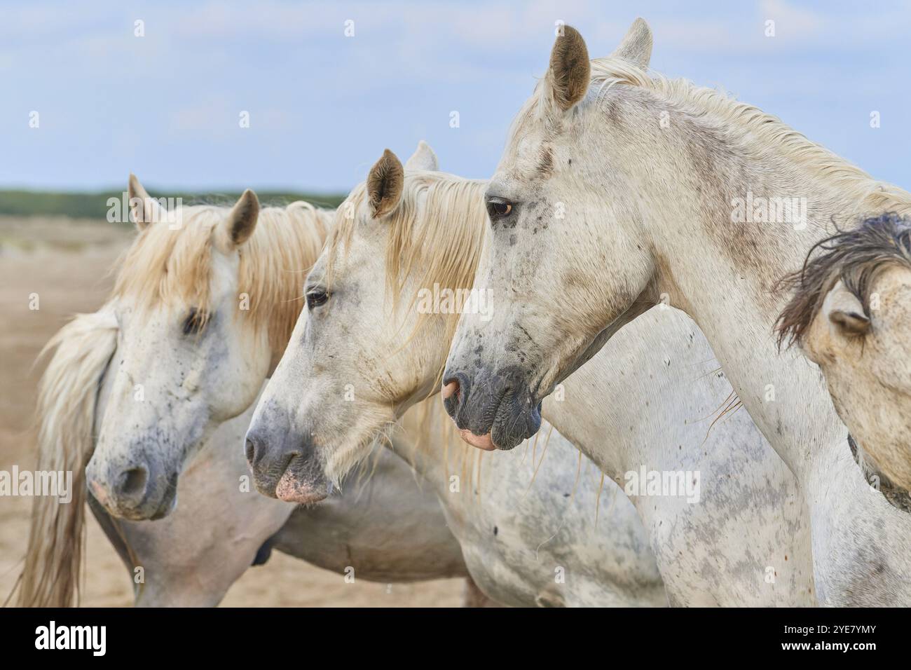 Four white Camargue horses standing relaxed on the beach under a cloudy ...