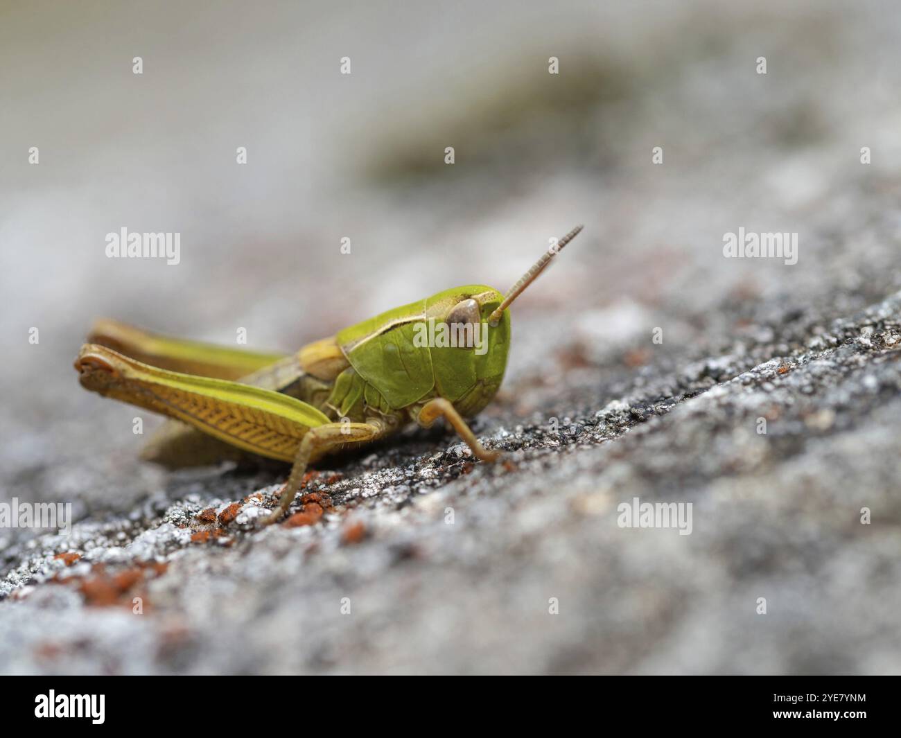 Heath grasshopper, (Stenobothrus lineatus), large heath grasshopper ...