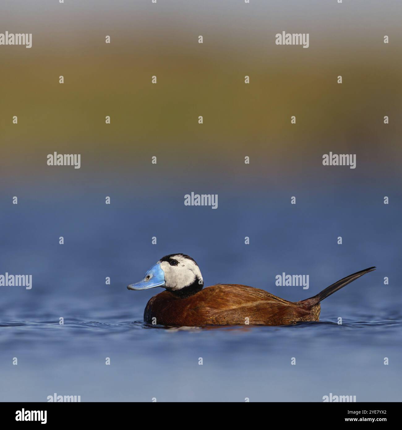 Hides in its aquatic habitat hi-res stock photography and images - Alamy