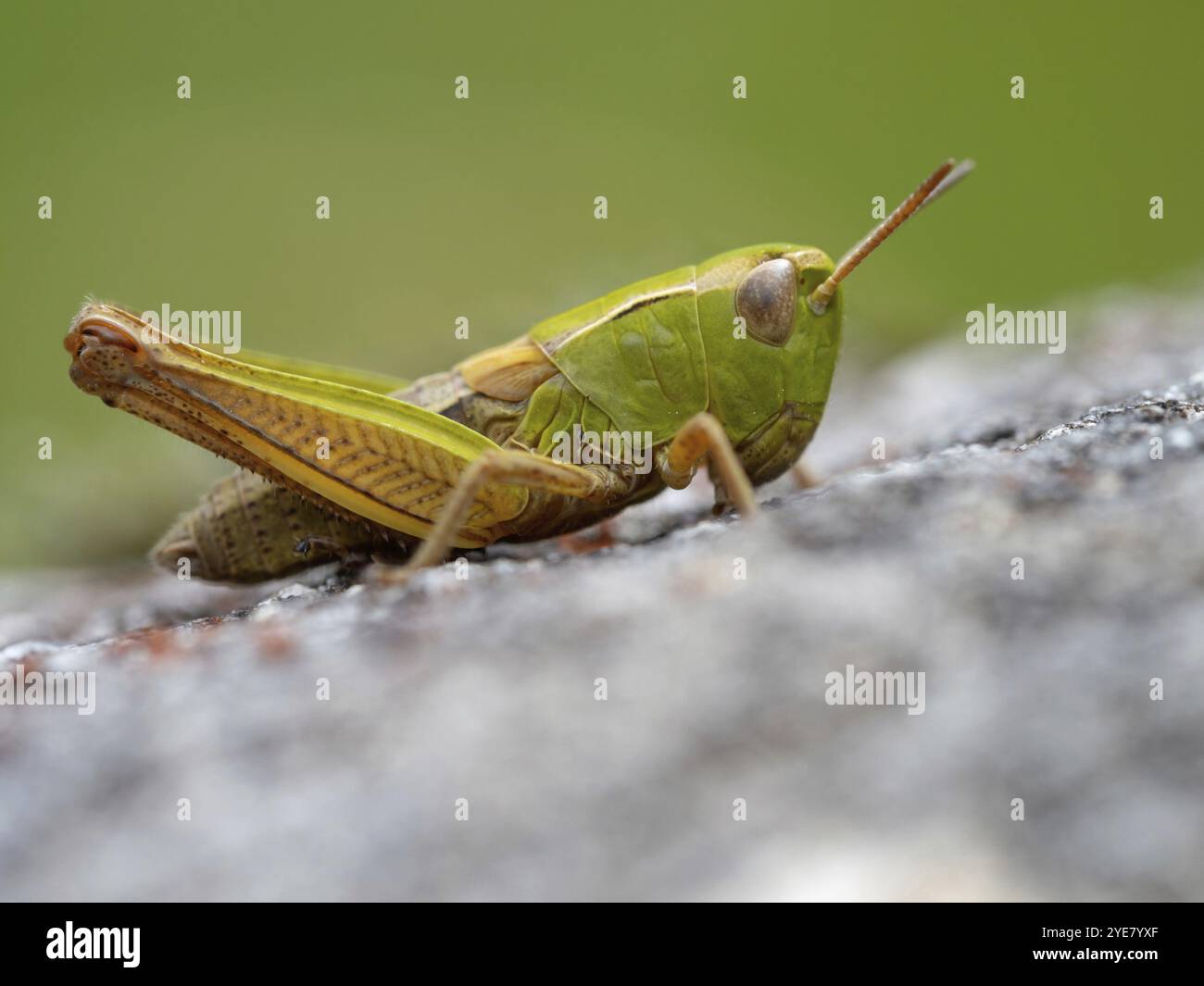 Heath grasshopper, (Stenobothrus lineatus), large heath grasshopper, insects, grasshopper, short ...