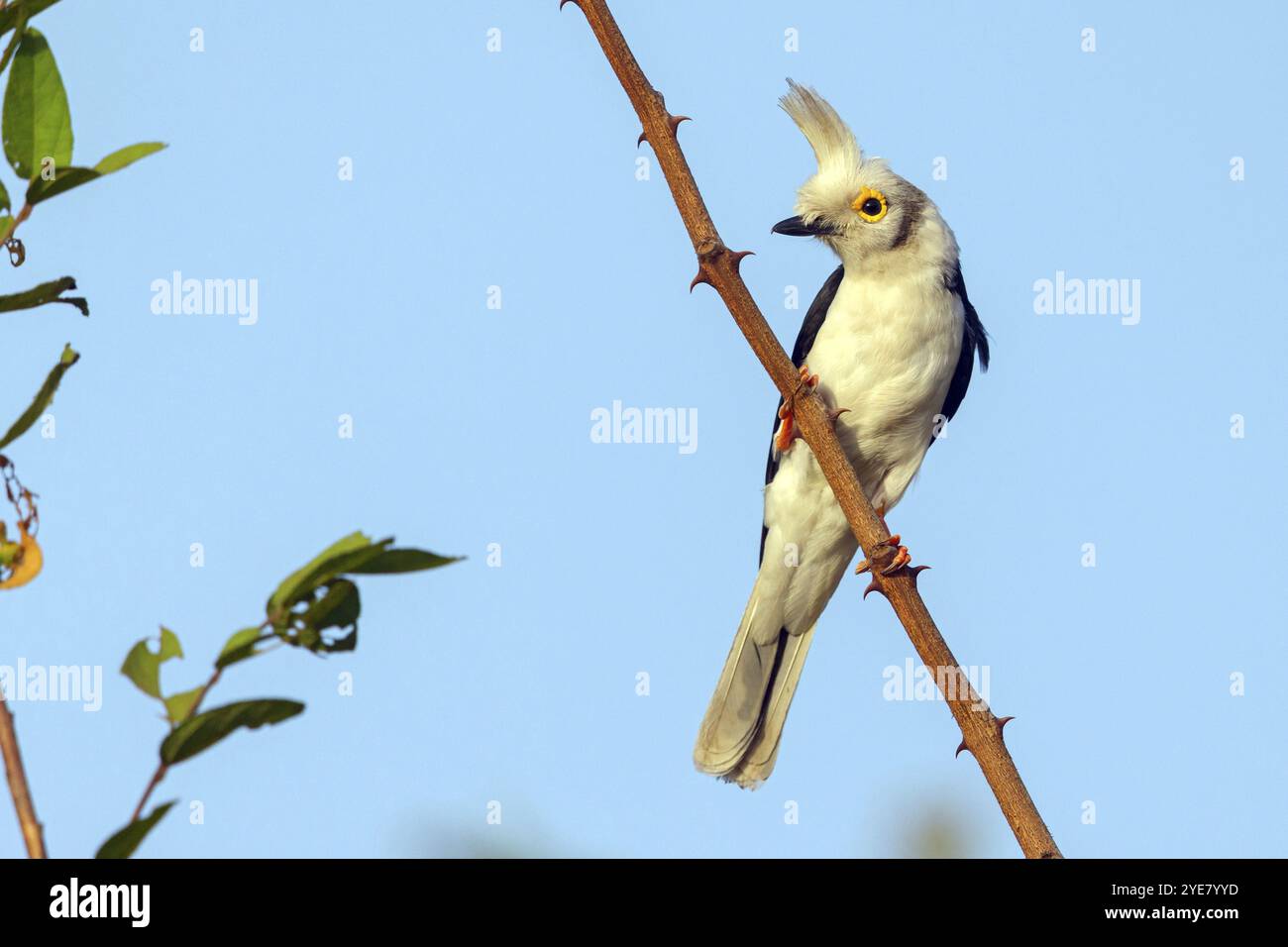 White-crested spectacled vanga, (Prionops plumatus), (Prionops plumata ...