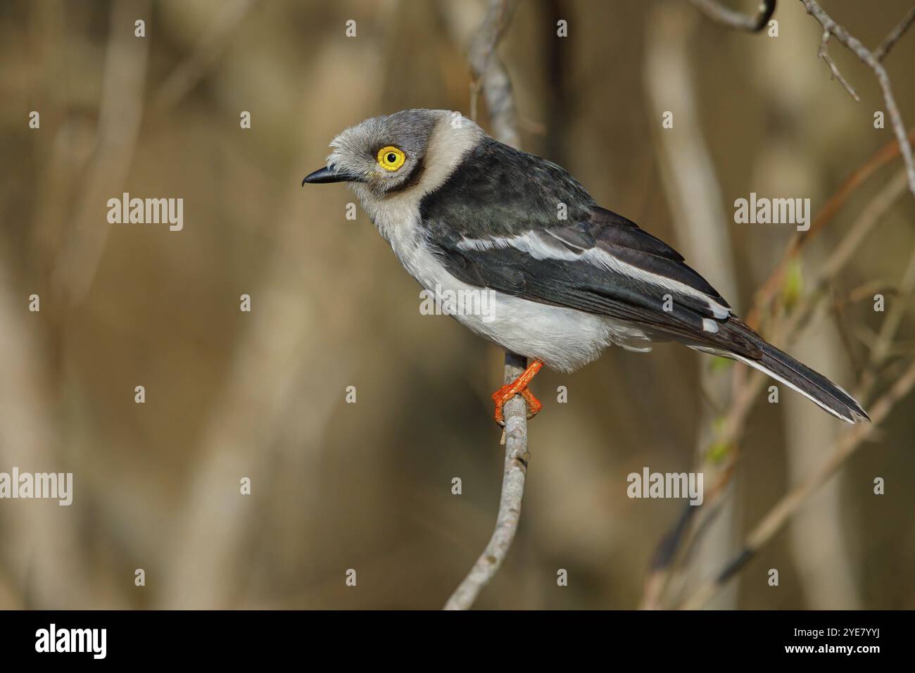 White-fronted shrike, (Prionops plumata), wanga shrike, passerine birds ...
