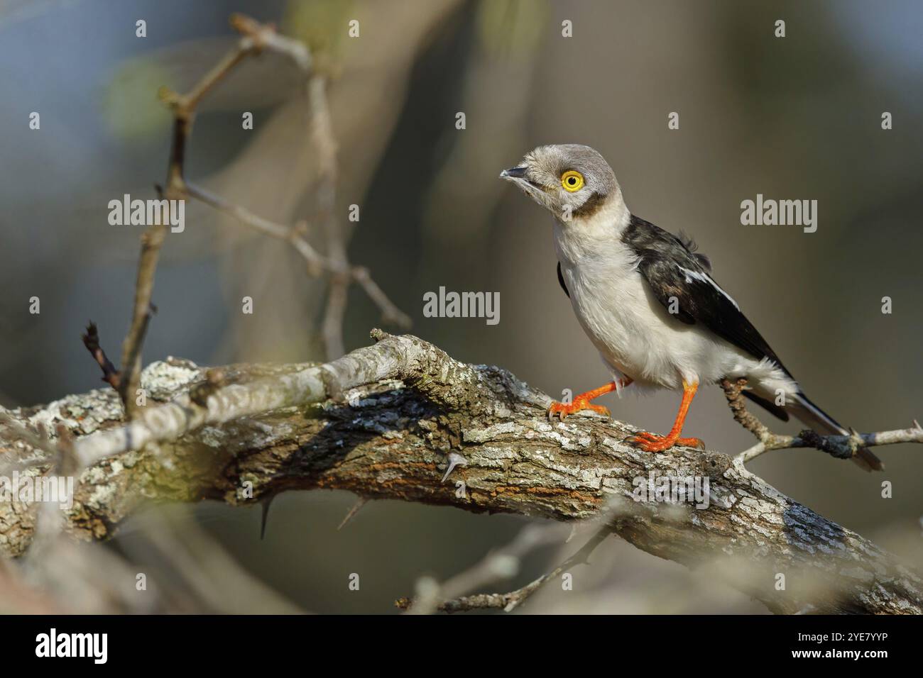 White-fronted shrike, (Prionops plumata), wanga shrike, passerine birds ...