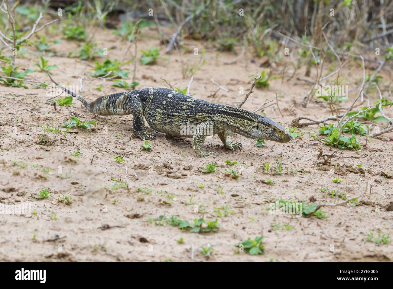 White-throated monitor lizard, Cape monitor lizard, (Varanus ...