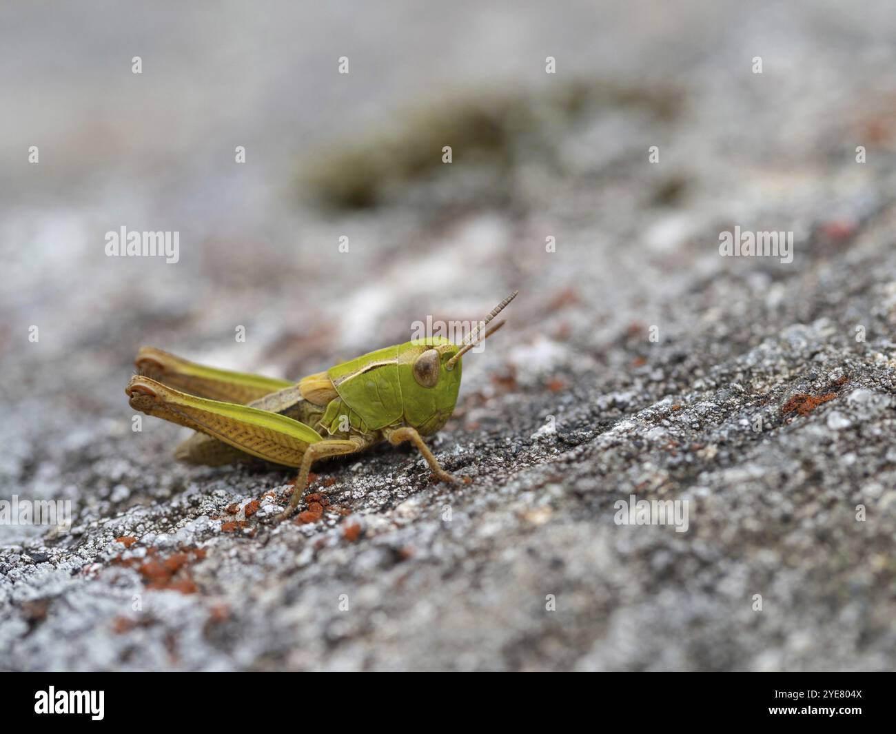Heath grasshopper, (Stenobothrus lineatus), large heath grasshopper, insects, grasshopper, short ...