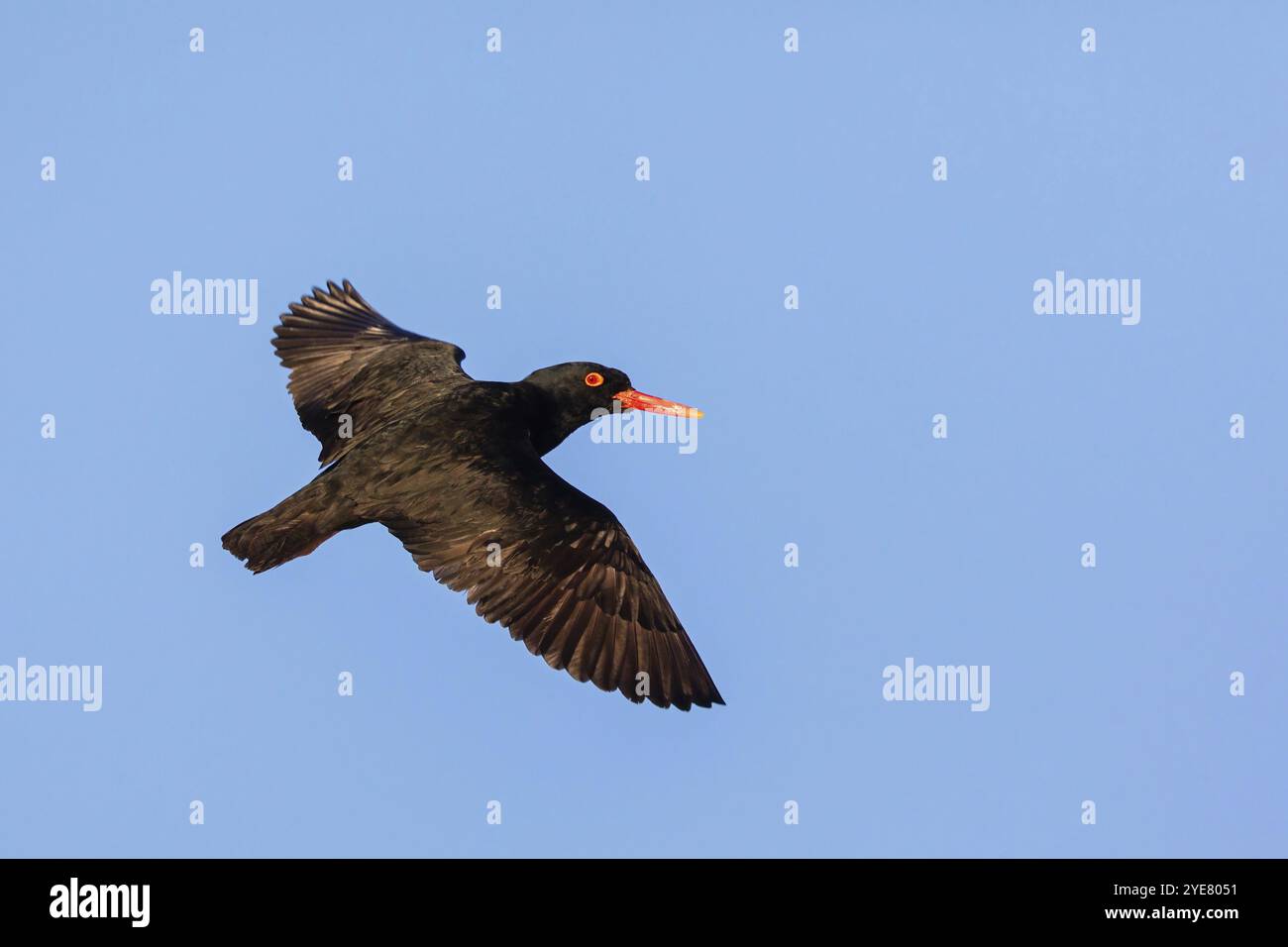 Cape Oystercatcher, African oystercatcher, (Haematopus moquin), aerial ...