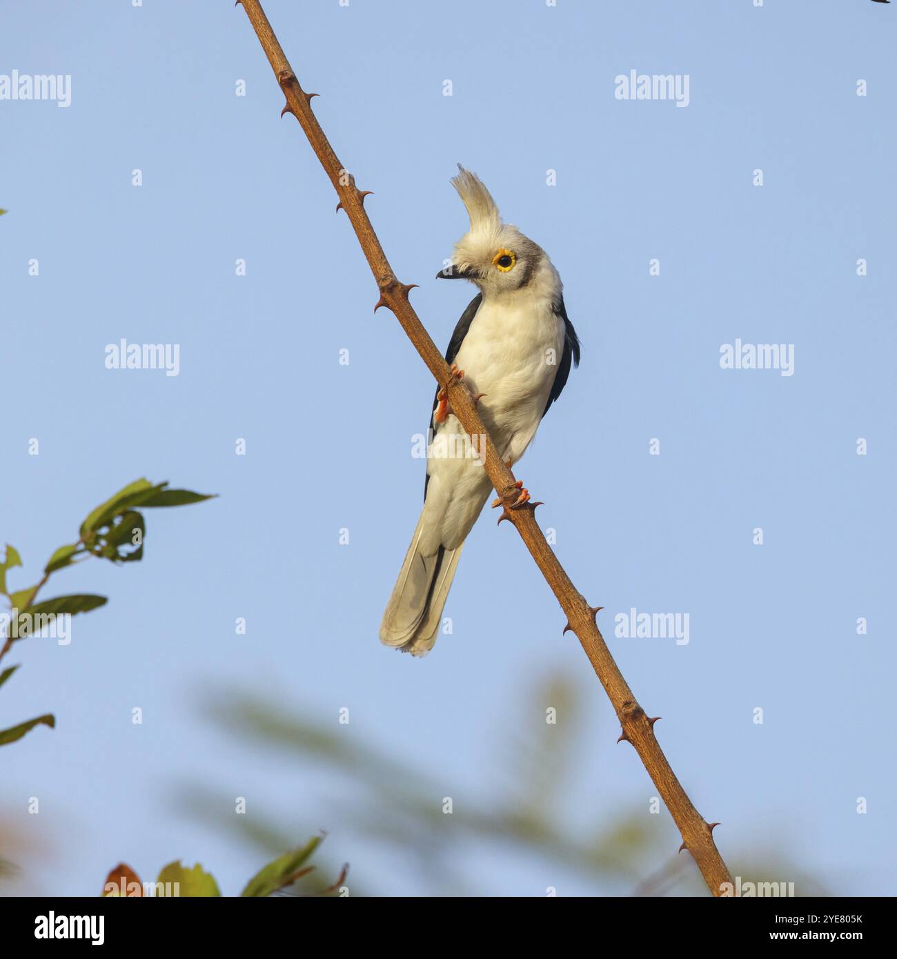 Camp habitat hi-res stock photography and images - Alamy