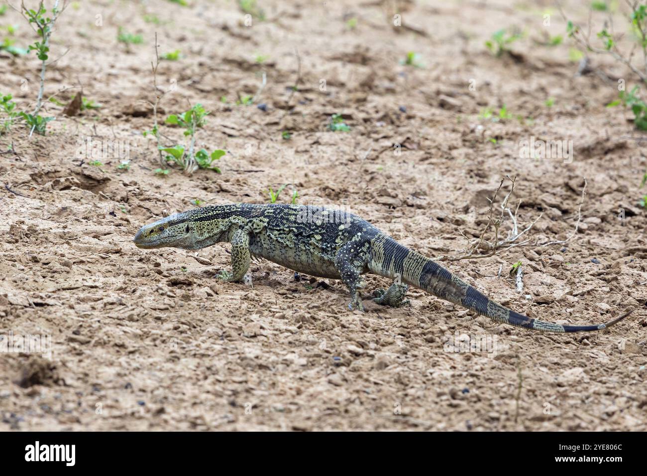 White-throated monitor lizard, Cape monitor lizard, (Varanus ...