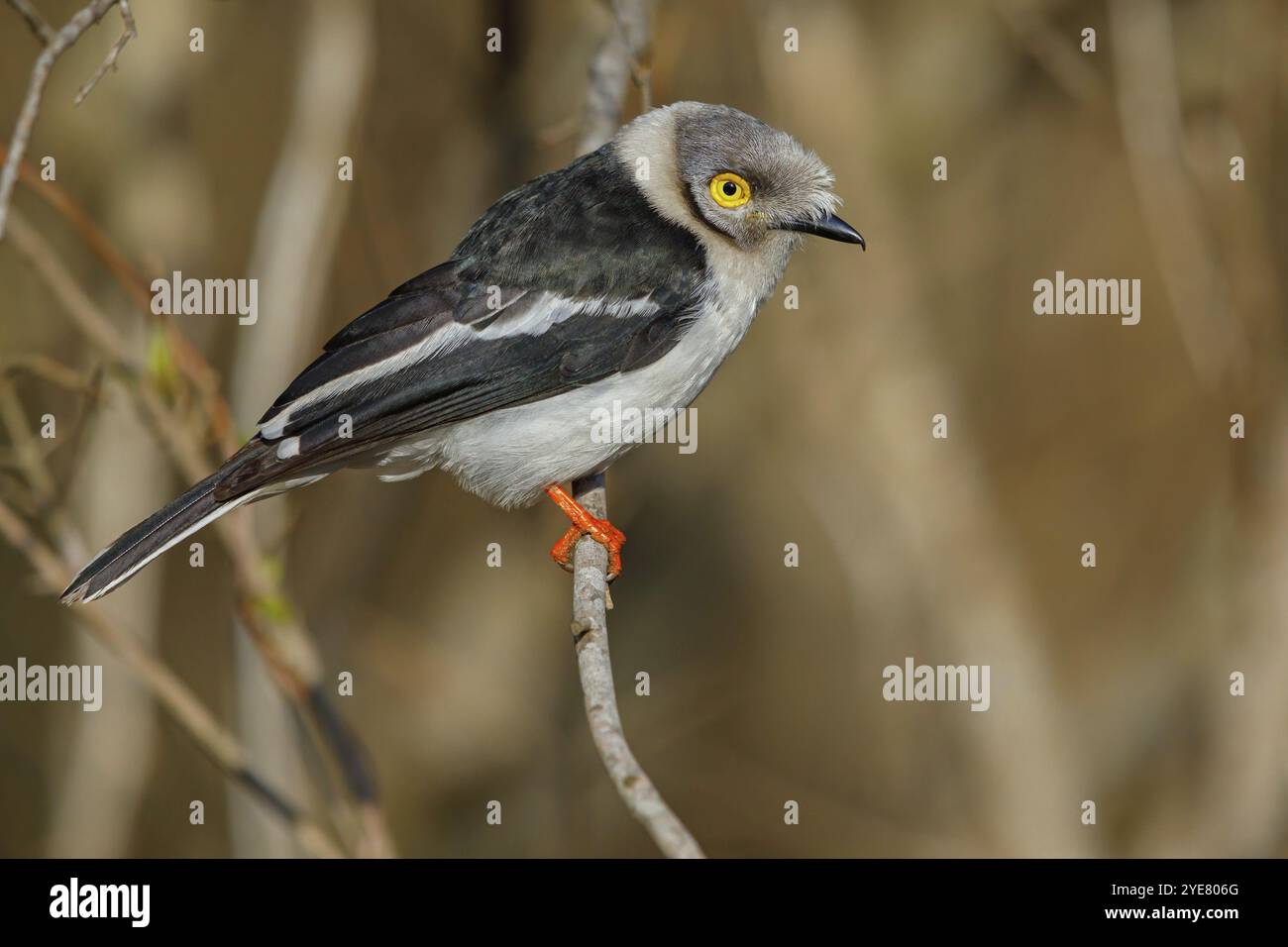 White-fronted shrike, (Prionops plumata), wanga shrike, passerine birds ...
