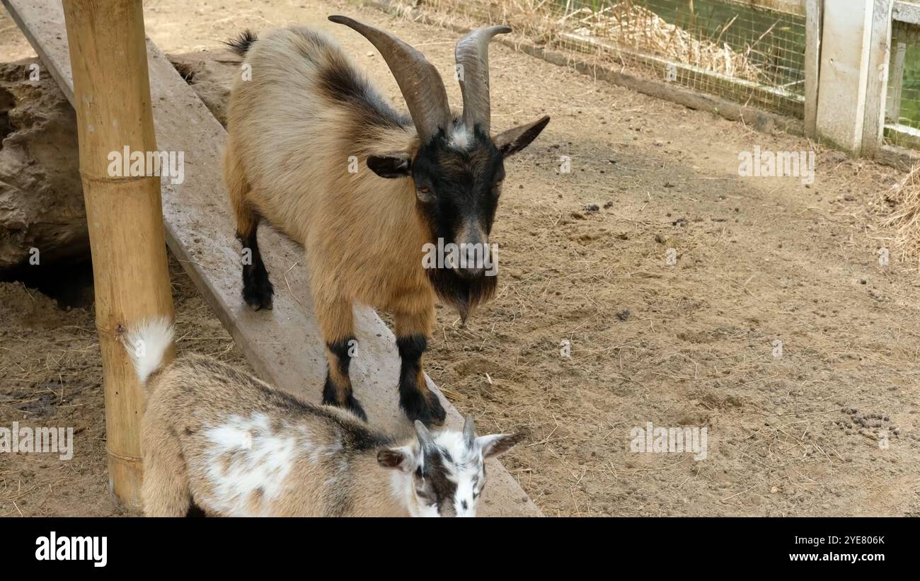 Goats and daily activities Stock Photo - Alamy